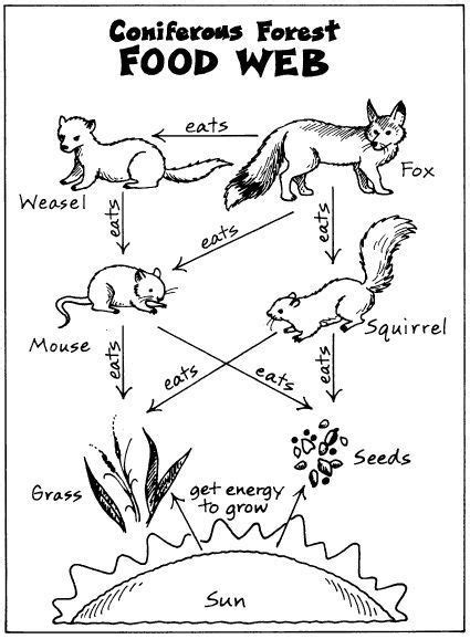 Food Chain Coloring Sheets