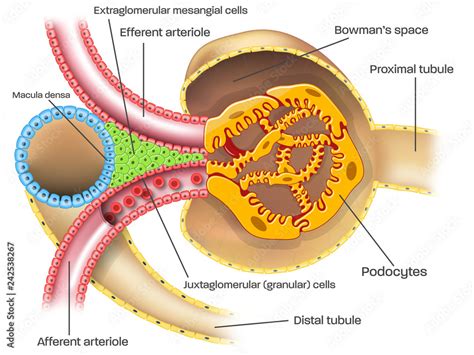 Ilustração do Stock Juxtaglomerular apparatus of kidney nephron