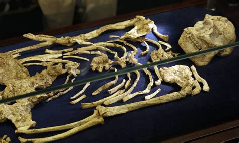 Cientistas revelam esqueleto de ancestral humano de 3 6 milhões de anos