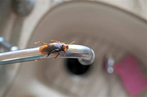 Top Bugs That Look Like Baby Roaches