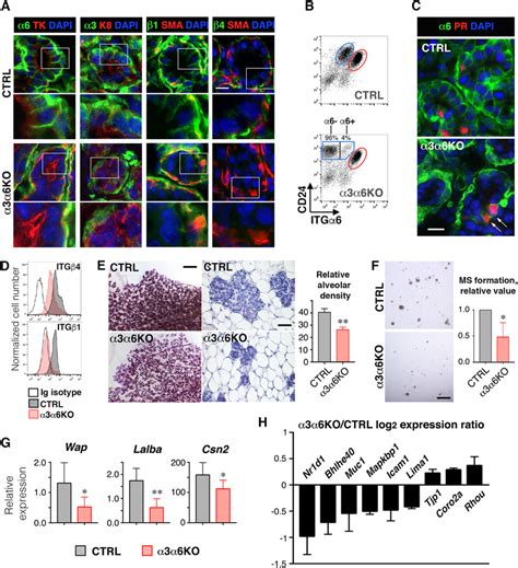 Lack Of Laminin Binding Integrins Affects Mammary Alveologenesis And