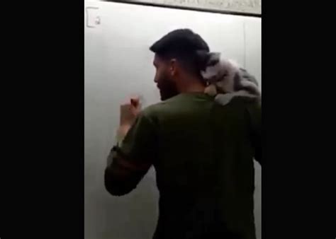 Math Teacher Gives Classes With A Cat To Raise Awareness Bullfrag