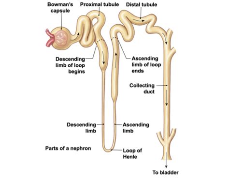 Urinary And Reproductive Lab Exam Flashcards Quizlet
