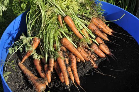 8 Secrets To Growing Carrots In Containers