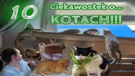 Ciekawostek O Kotach Youtube