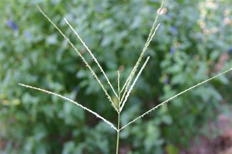 Texas Weeds Chart