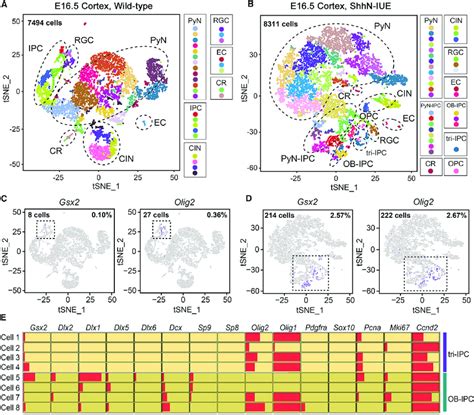 ScRNA Seq Analysis Of Cells In The E16 5 Wild Type Cortices And In The