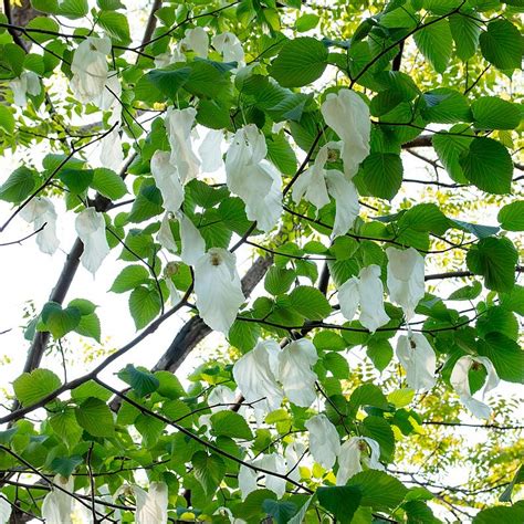 Semillas de arbol de los pañuelos dove arbol davidia involucrata