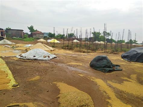 Unseasonal Rains In Telangana Farmers Suffer Paddy Damage Sakshi