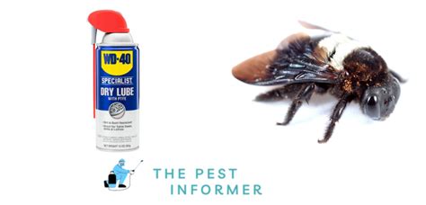 How To Get Rid Of Carpenter Bees With WD 40 The Pest Informer