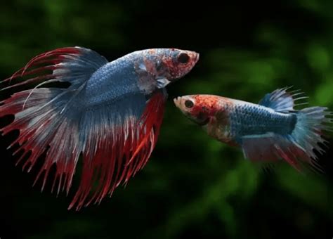 Can You Keep A Male And Female Betta Together Methods That Work