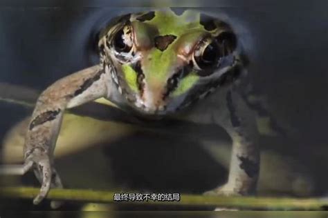 著名温水煮青蛙青蛙会被活活煮死吗老外现场实验结果意外