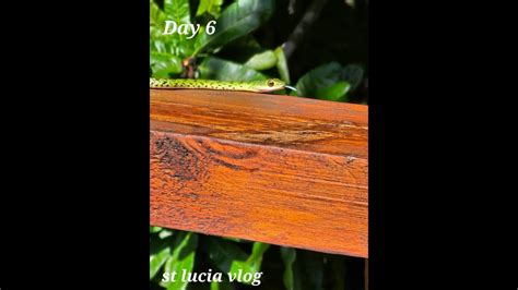 KZN St Lucia Vlog Day 6 YouTube