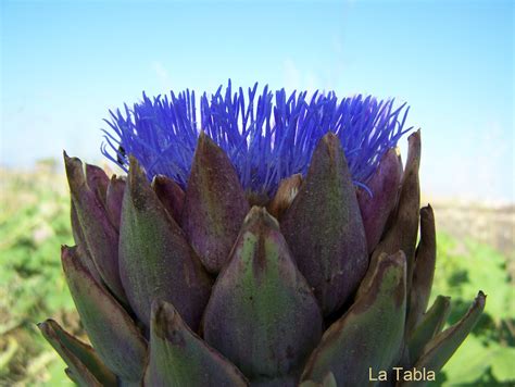 Cynara Scolymus Alcachofa O Alcaucil