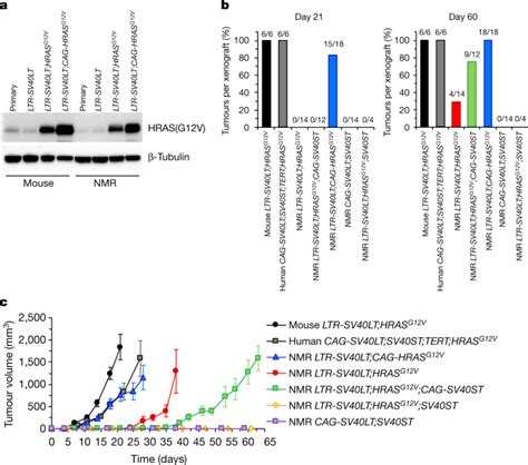Reply To Transformation Of Naked Mole Rat Cells Nature