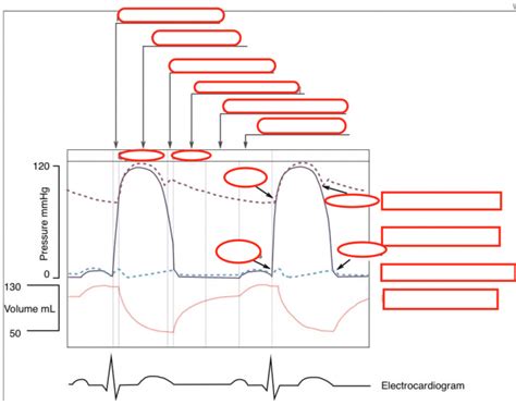 Wigger S Diagram Diagram Quizlet