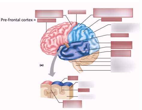 External Structures Of Cerebral Hemisphere Diagram Quizlet
