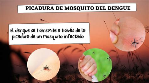 Picadura de mosquito del dengue Linda Milena León Gómez uDocz