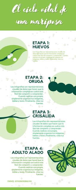 El Ciclo Vital De Una Mariposa MARYURI LISBETH UDocz