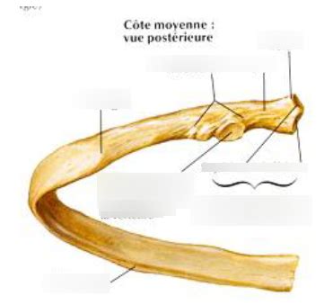 C Te Vue Post Rieure Diagram Quizlet