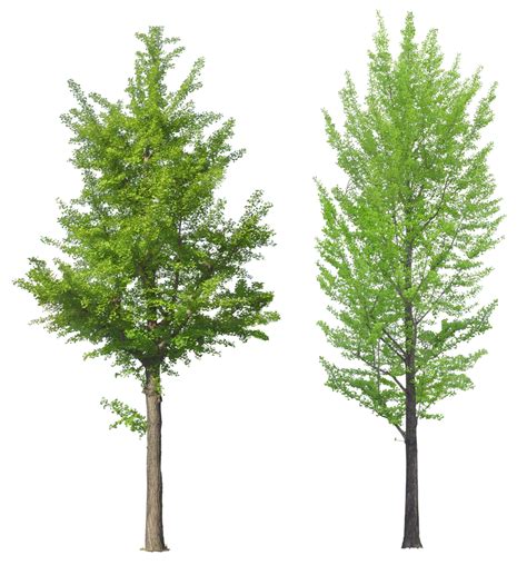 Leafy Trees Png Image Purepng Free Transparent Cc Png Image Library
