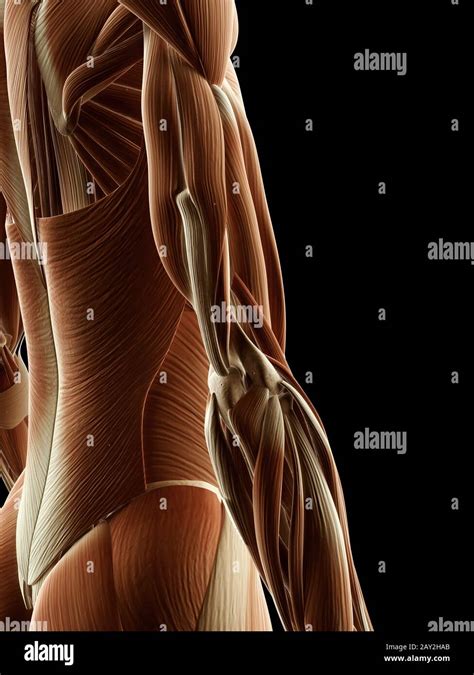 Upper Arm Muscles Hi Res Stock Photography And Images Alamy