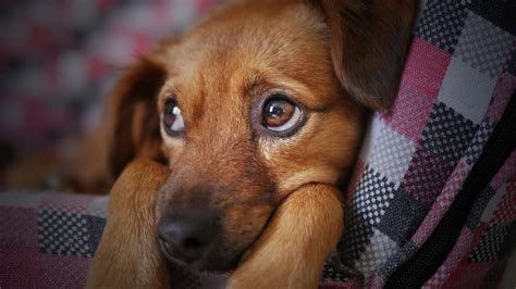 Todo Lo Que Debes Saber Sobre La Leptospirosis Canina Una Enfermedad