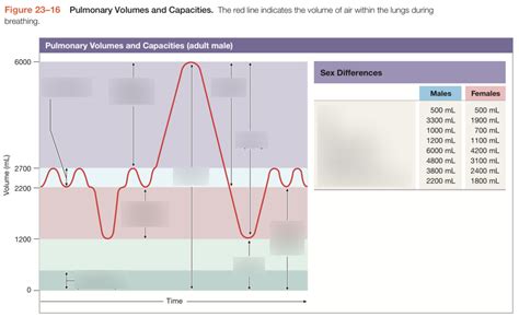 Pulmonary Volumes And Capacities Diagram Quizlet