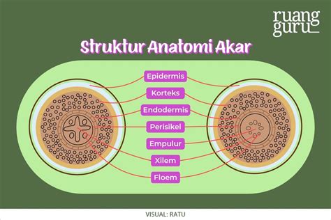 Mengenal Anatomi Organ Vegetatif Pada Tumbuhan Biologi Kelas