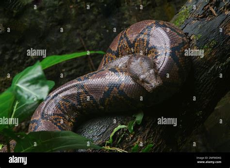 Python Yawning Hi Res Stock Photography And Images Alamy