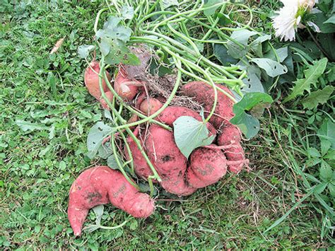 Patate Douce Une Culture Originale Conseils Potagers Bio Potager