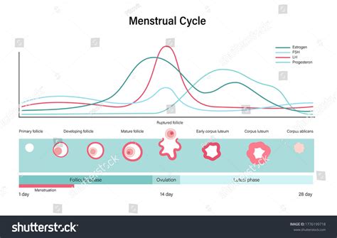 Menstrual Cycle Chart A Comprehensive View