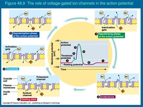 PPT Neurons Synapses And Signaling PowerPoint Presentation Free