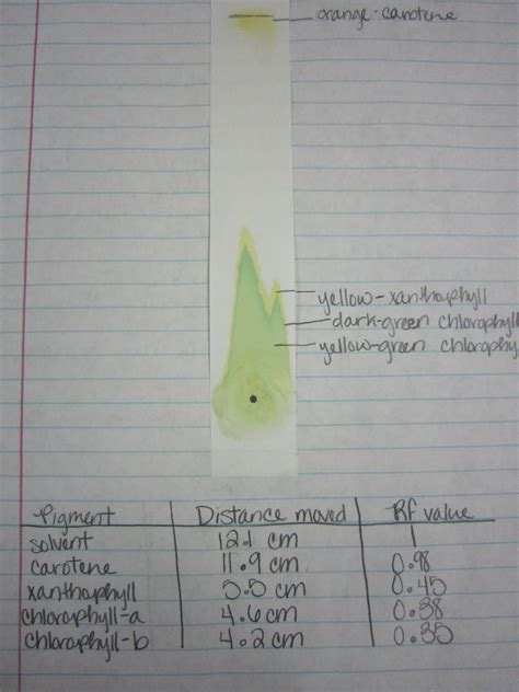 Paper Chromatography Of Plant Pigments Method