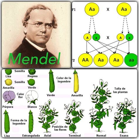 Explicación fácil de las Leyes de Mendel