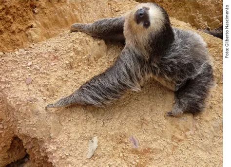 Preguiça de Bentinho Caracteristicas Nome Cientifico e Fotos Mundo