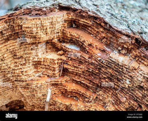 Baum holz querschnitt Fotos und Bildmaterial in hoher Auflösung Alamy
