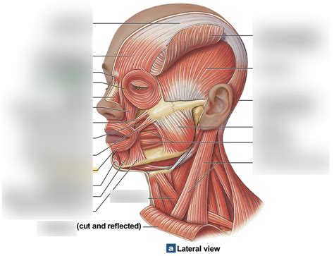 Lateral Head Muscles Diagram Quizlet