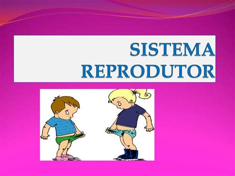 Jornal R Sistema Reprodutor Masculino E Feminino Ciclo