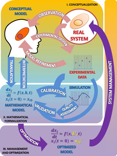 frontiers the mathematical modeling process in biosciences