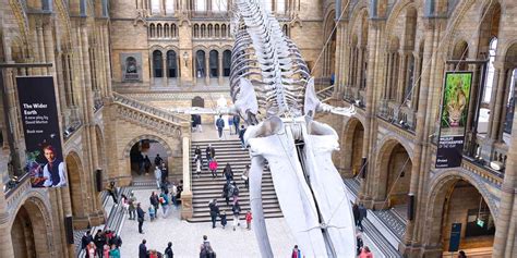 Museo de Historia Natural de Londres Información y consejos útiles 2024