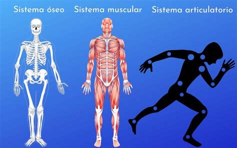 Mapa Conceptual Sobre El Sistema Osteo Artro Muscular Png Mapa Images