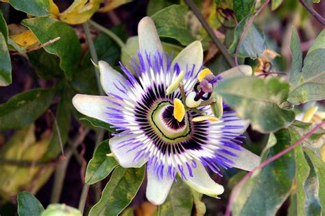 8 Plantas medicinales para tu huerta o jardín Propiedades y Cómo