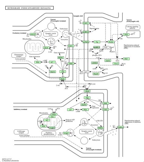 Kegg Pathway Retrograde Endocannabinoid Signaling Homo Sapiens Human