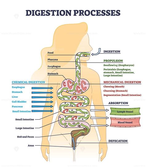 Digestion Processes As Overall Gastrointestinal Tract Organs Outline