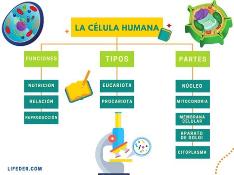 Arriba 77 Imagen Mapa Mental Fabula Abzlocal Mx