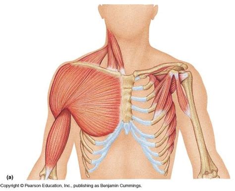 Anterior Axio Appendicular Muscles Diagram Quizlet