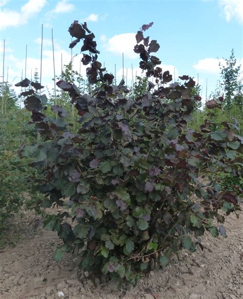 CORYLUS avellana Rote Zellernus Pépinières Ripoche Nantes