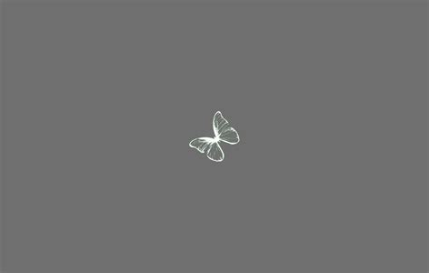 An Incredible Collection Of Full K Butterfly Wallpaper Images Over