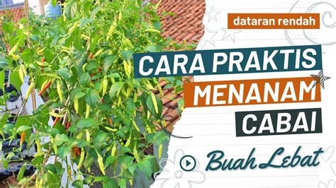 Cara Menanam Cabe Rawit Di Polybag Agar Berbuah Lebat YouTube